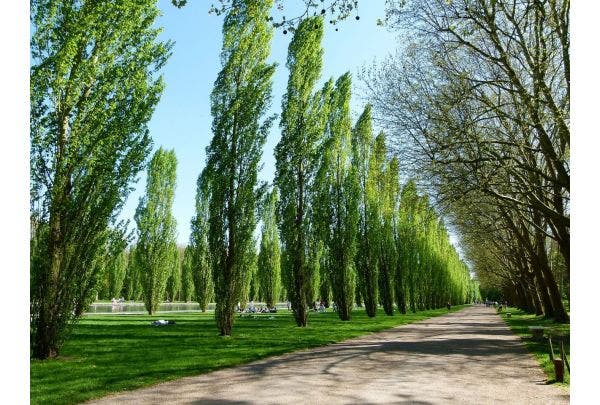 Pappel (Populus) - Arten, Anpflanzen und Pflege
