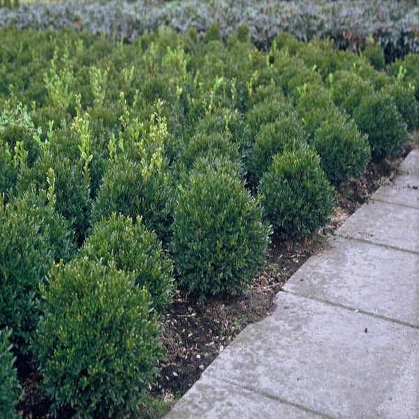 Buxus (Buxus microphylla 'Faulkner')