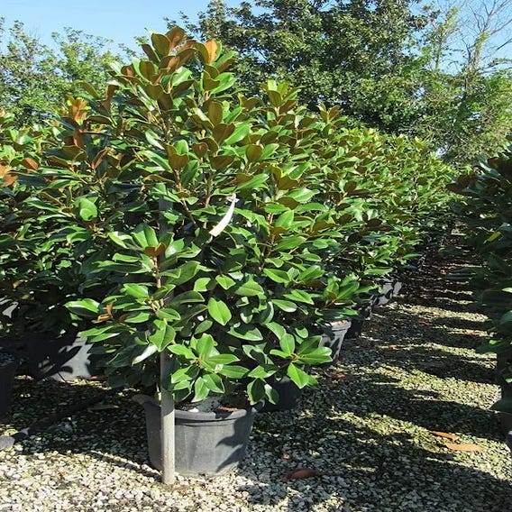 Südliche Magnolie (Magnolia grandiflora 'Kay Parris')