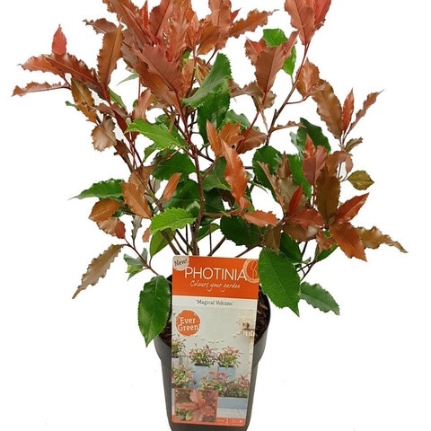Glanzmispel (Photinia 'Magical Volcano')